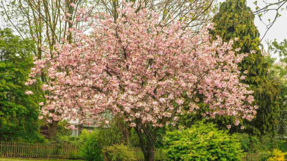 39 Best Pink Flowering Trees for Your Yard and Landscaping