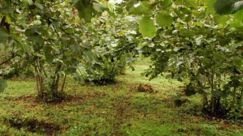 How to Plant, Grow, and Care for Hazelnut Tree (Complete Guide)