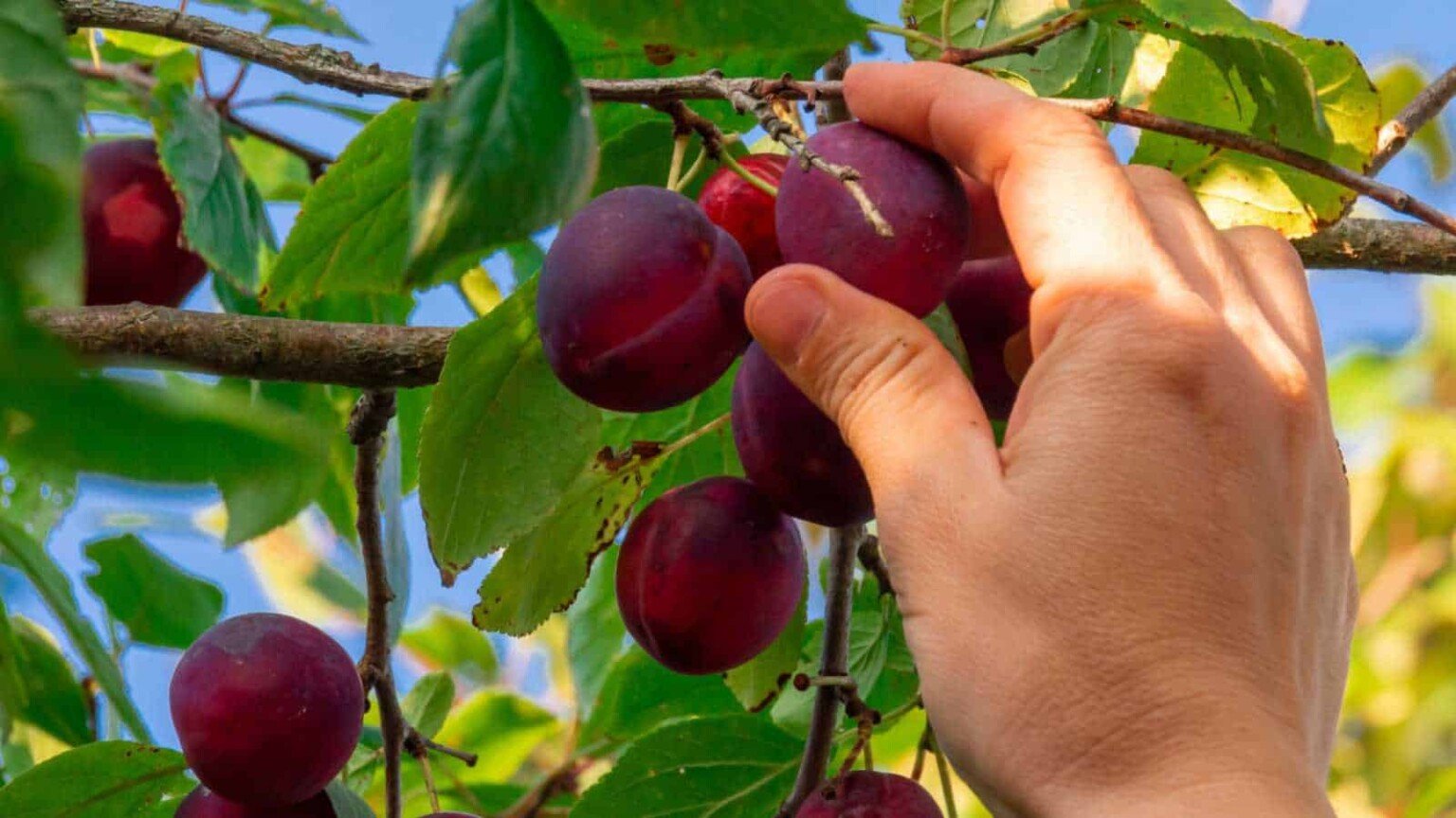 Plum Tree Complete Guide: Caring for, Growing, Types, & Uses