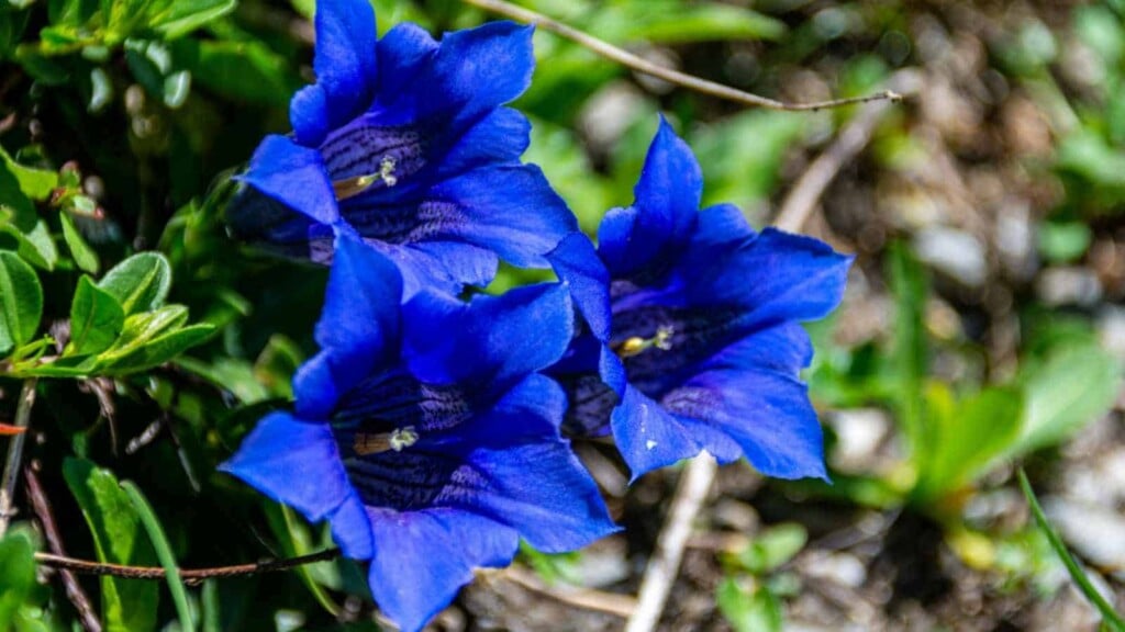 Dive into Nature: Discover 101 Types of Blue Flowers