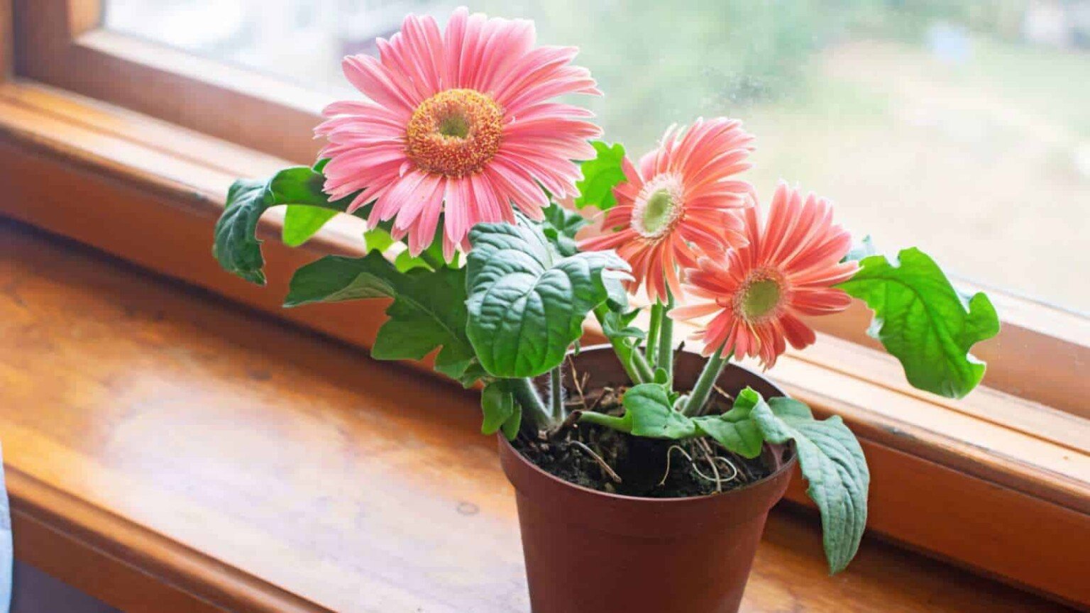 How To Plant and Grow Gerbera Daisies: Step-by-Step Guide