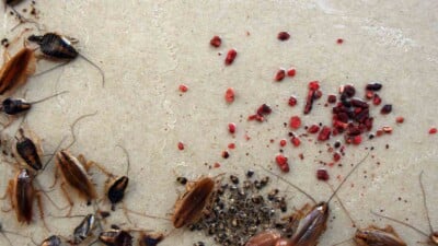 What Do Cockroach Eggs Look Like and How to Get Rid of Them?