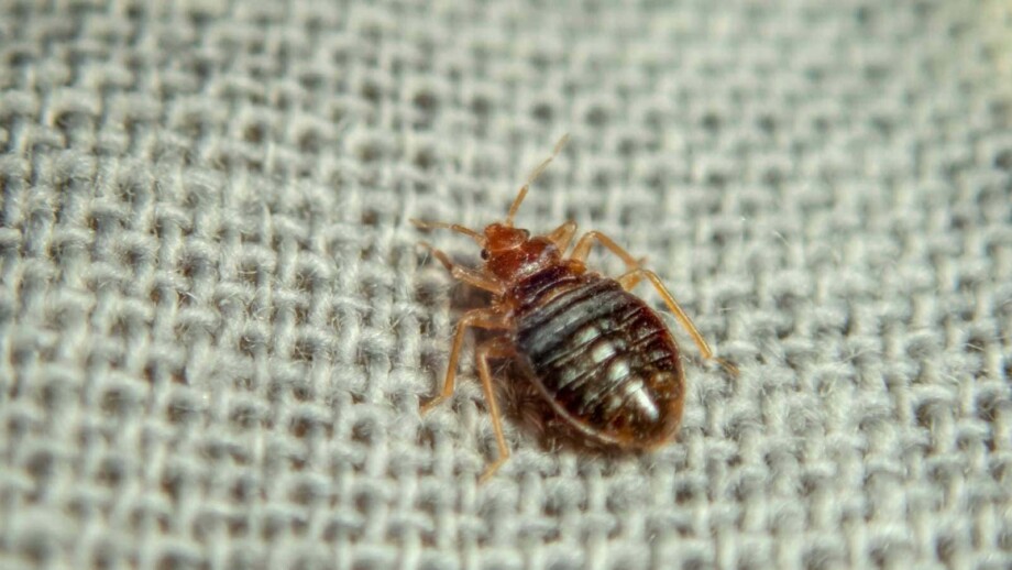 How to Check for Bed Bugs (Guide for Home and Travel)