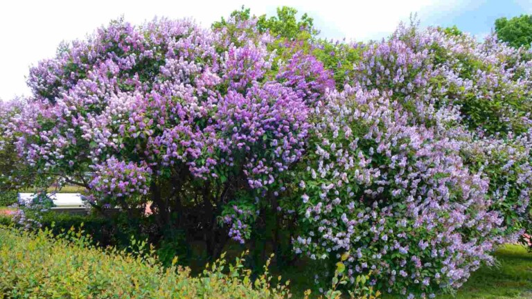 Lilac Bush Care Guide: How to Plant and Grow for Lilac Bush