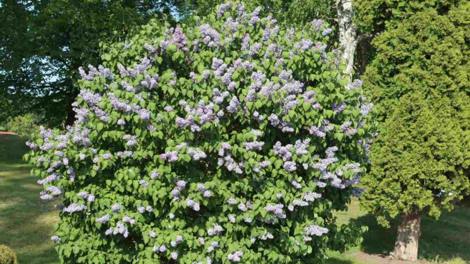 Lilac Bush Care Guide: How to Plant and Grow for Lilac Bush