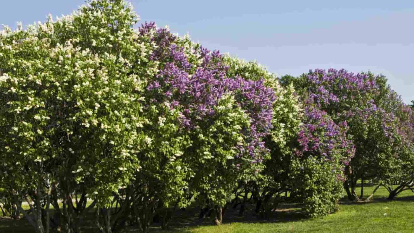 How to Grow and Care for a Lilac Tree (Complete Guide)