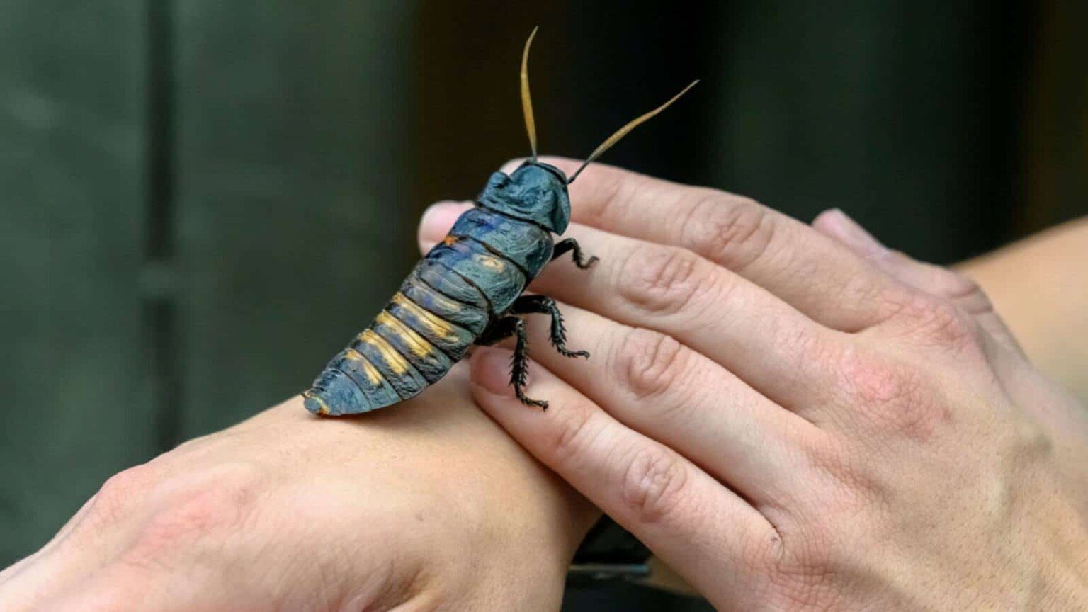 Hissing Cockroach: Guide to Madagascar Hissing Cockroaches