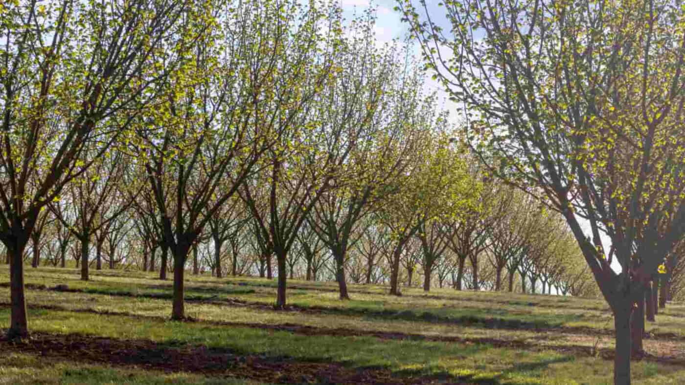 How to Plant, Grow, and Care for Hazelnut Tree (Complete Guide)