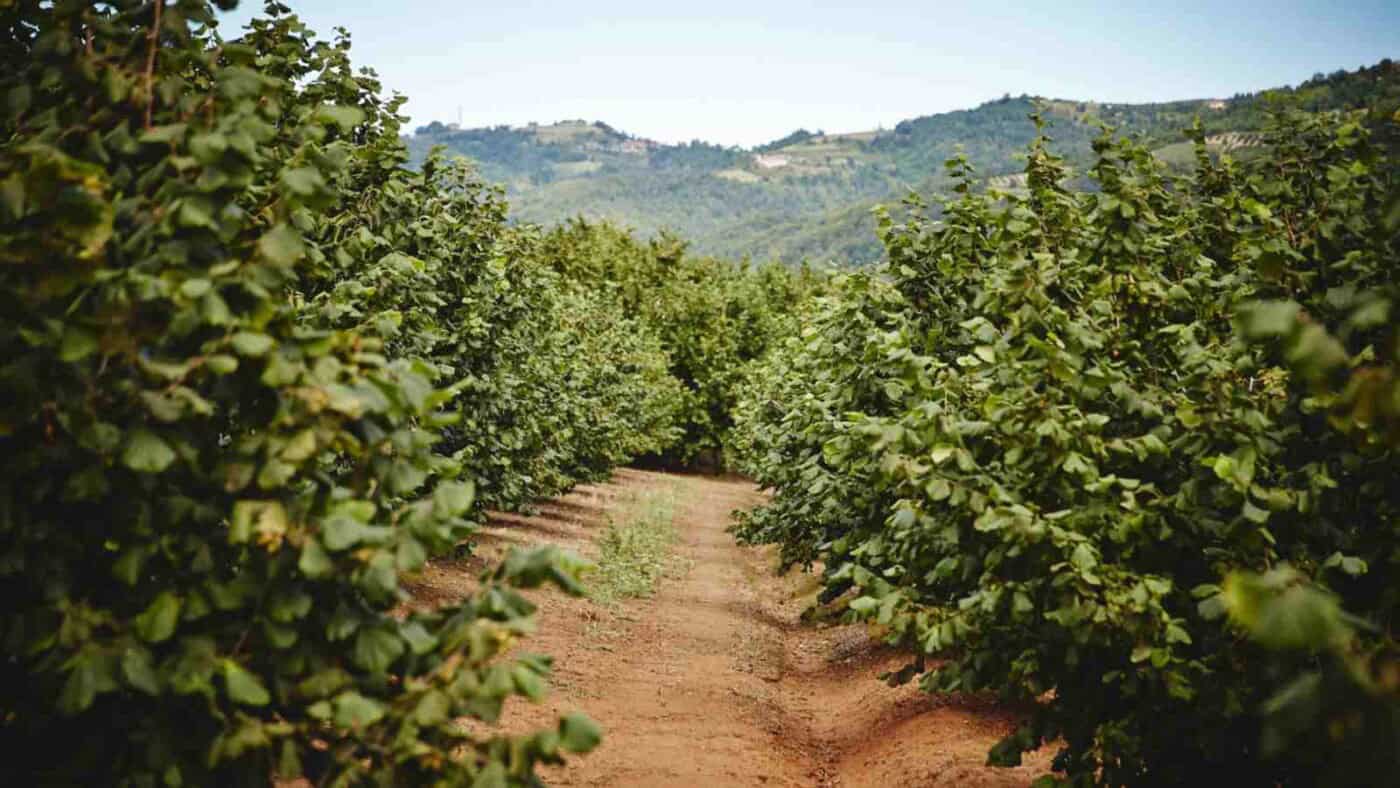 How to Plant, Grow, and Care for Hazelnut Tree (Complete Guide)