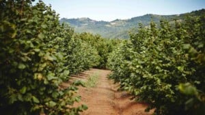 How to Plant, Grow, and Care for Hazelnut Tree (Complete Guide)