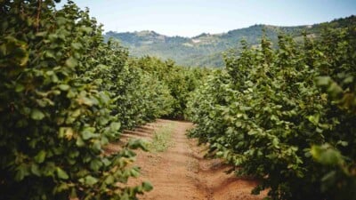 How to Plant, Grow, and Care for Hazelnut Tree (Complete Guide)