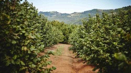 How to Plant, Grow, and Care for Hazelnut Tree (Complete Guide)