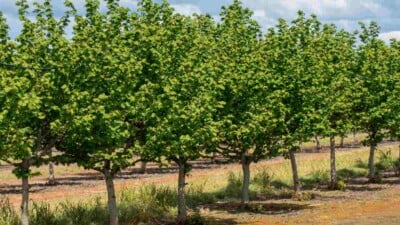 How to Plant, Grow, and Care for Hazelnut Tree (Complete Guide)