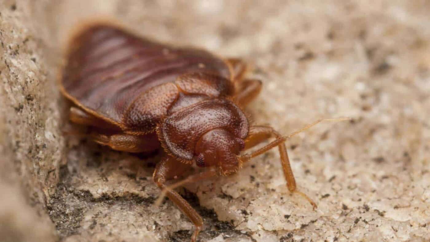 Bedbug Pictures: Stages, Locations, and Bite Images