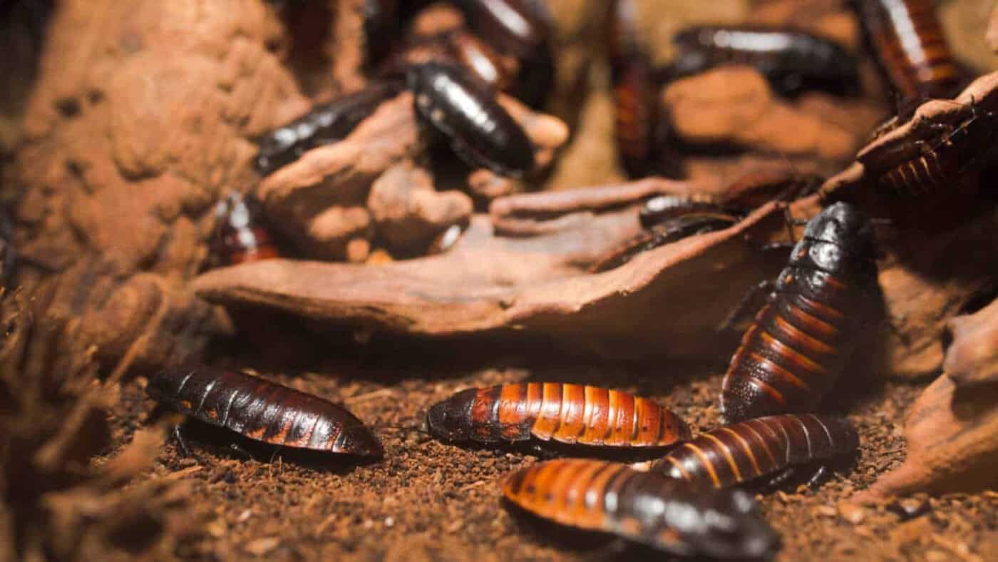 Hissing Cockroach: Guide to Madagascar Hissing Cockroaches