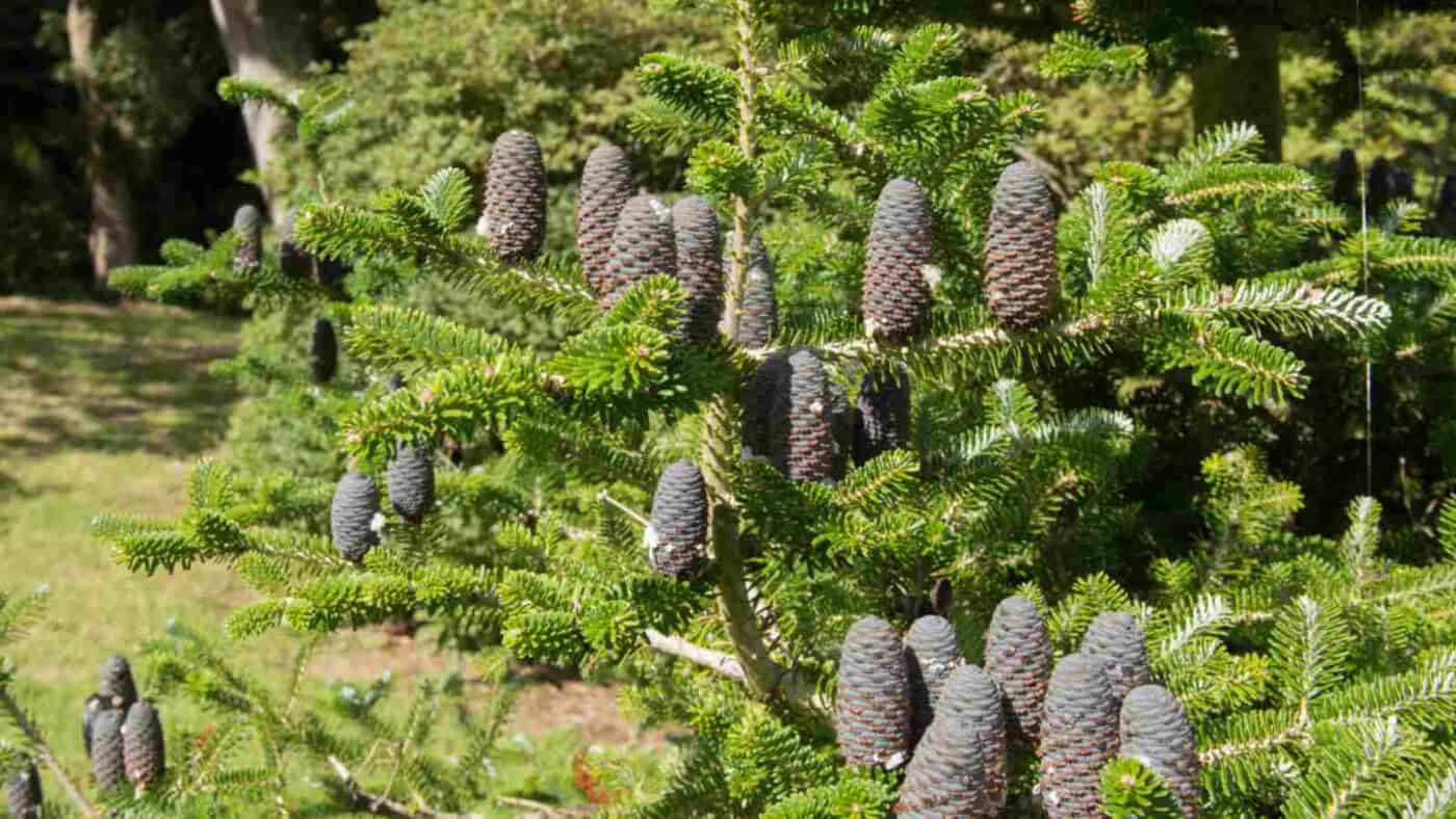 Fir Tree Guide: Description, Types, Growing and Care Tips