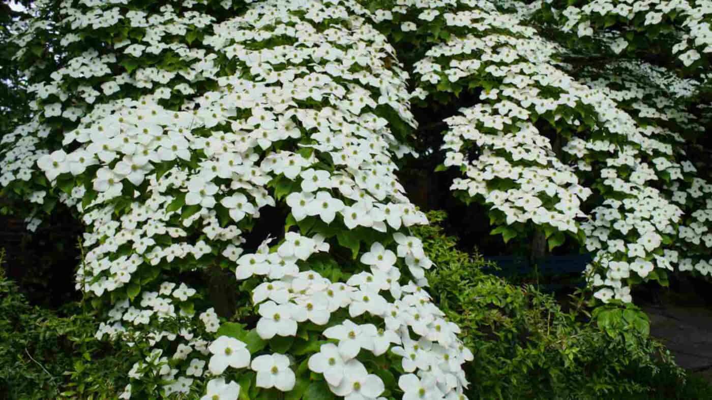 60 Popular Types of Small Trees for Your Landscape