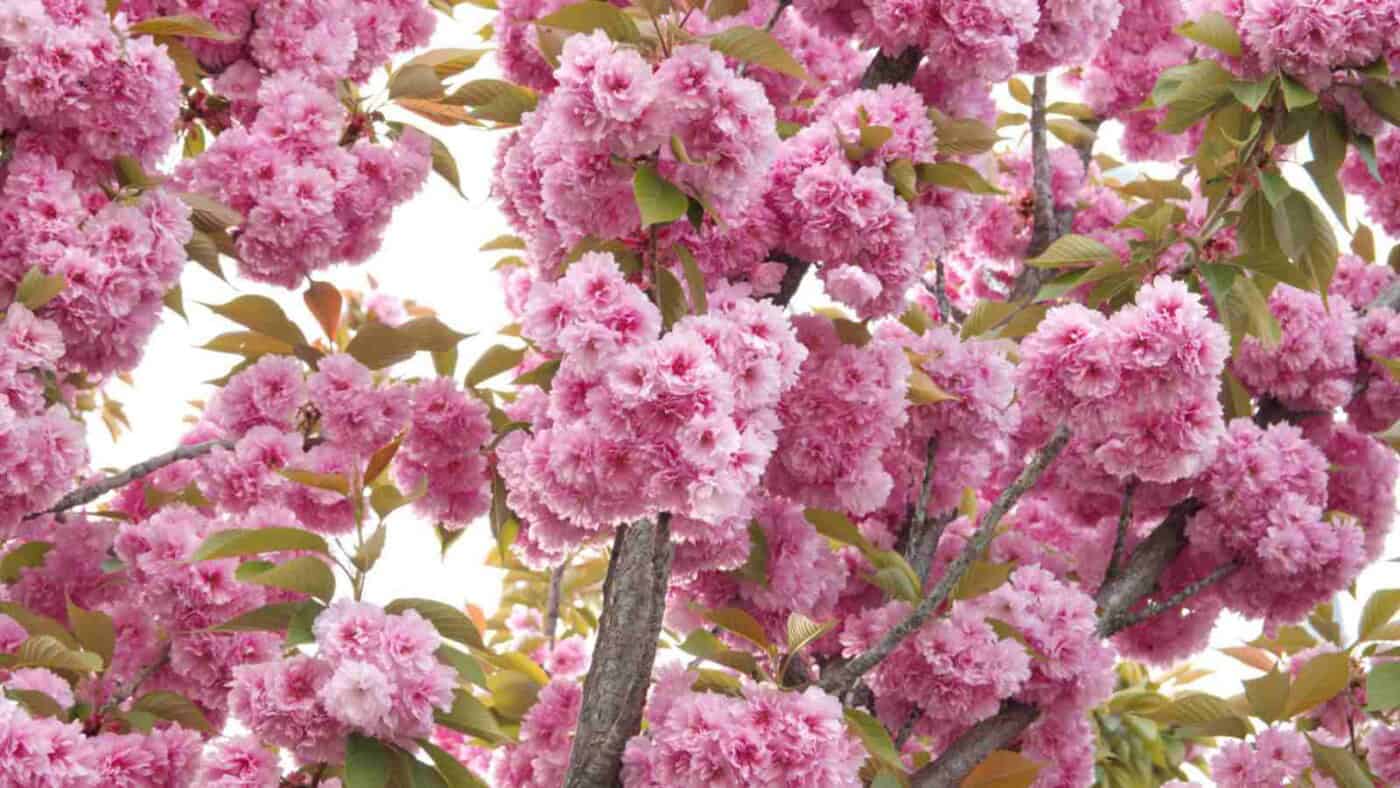 39 Best Pink Flowering Trees for Your Yard and Landscaping