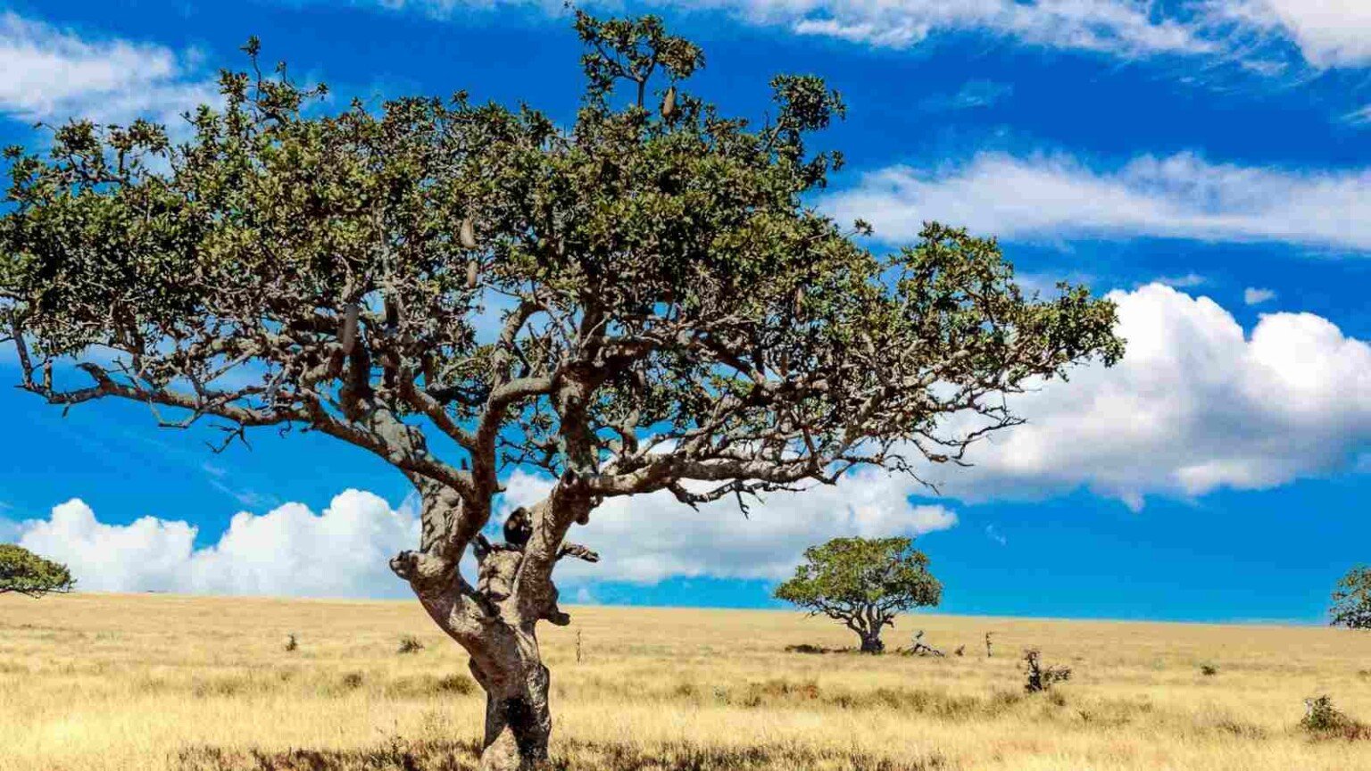 Acacia Tree: Description, Types, and Care Tips (Full Guide)