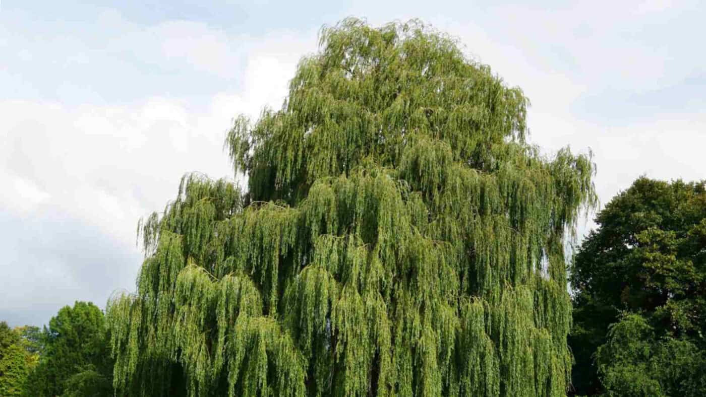 How to Grow and Care for Weeping Willow Trees (Complete Guide)