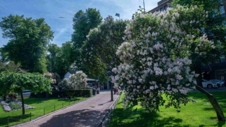 How to Grow and Care for a Lilac Tree (Complete Guide)