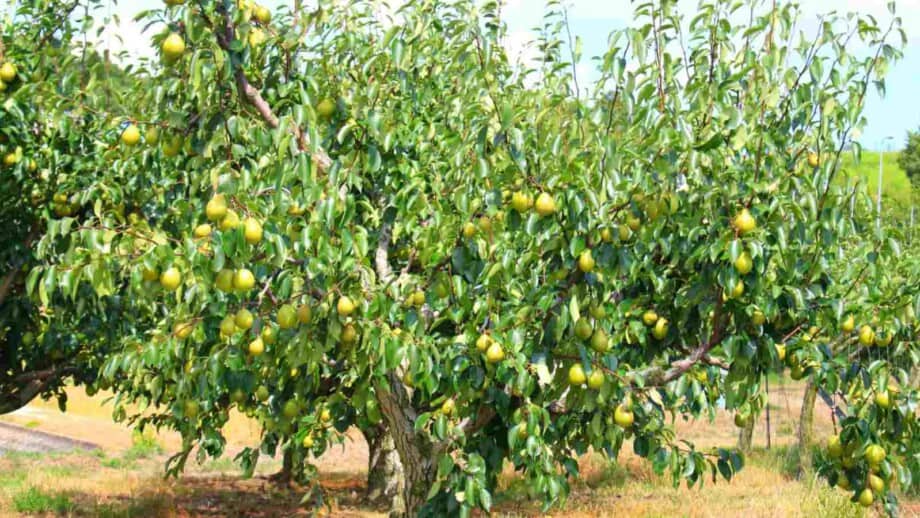 Pear Tree Complete Guide: Caring, Growing, Types, & Uses