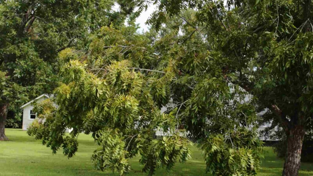 How to Plant, Grow, & Care for Pecan Tree (Full Guide)