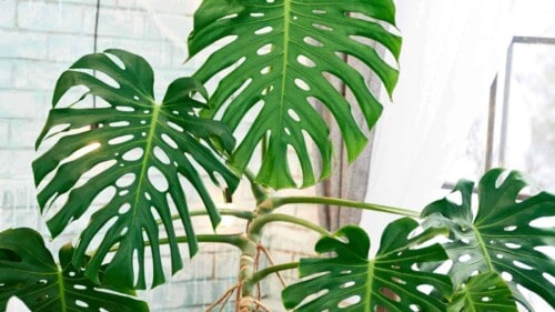Everything You Need to Know to Grow Monstera Deliciosa Fruit