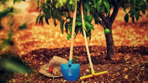 How to Plant, Grow & Care for Lemon Tree (Step-by-Step Guide)