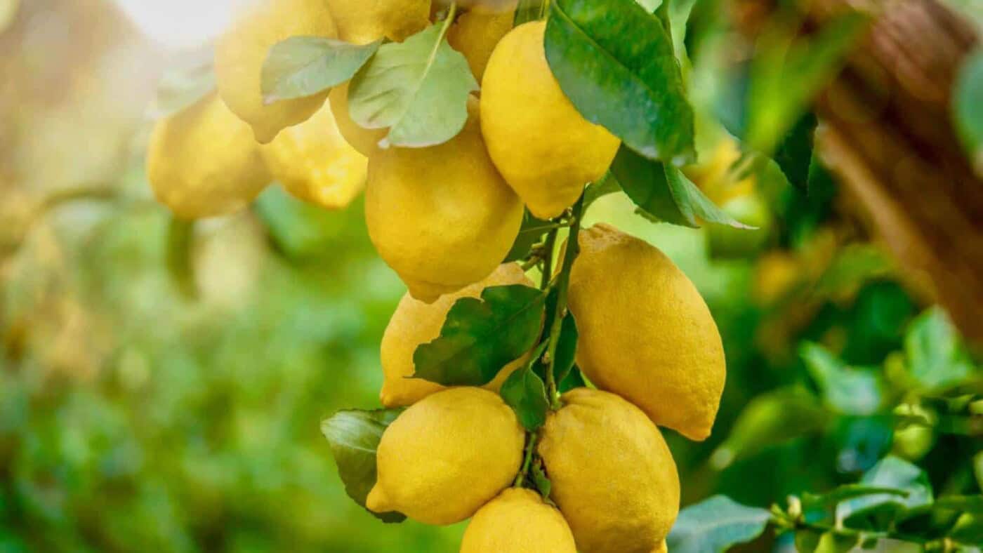 How to Plant, Grow & Care for Lemon Tree (Step-by-Step Guide)