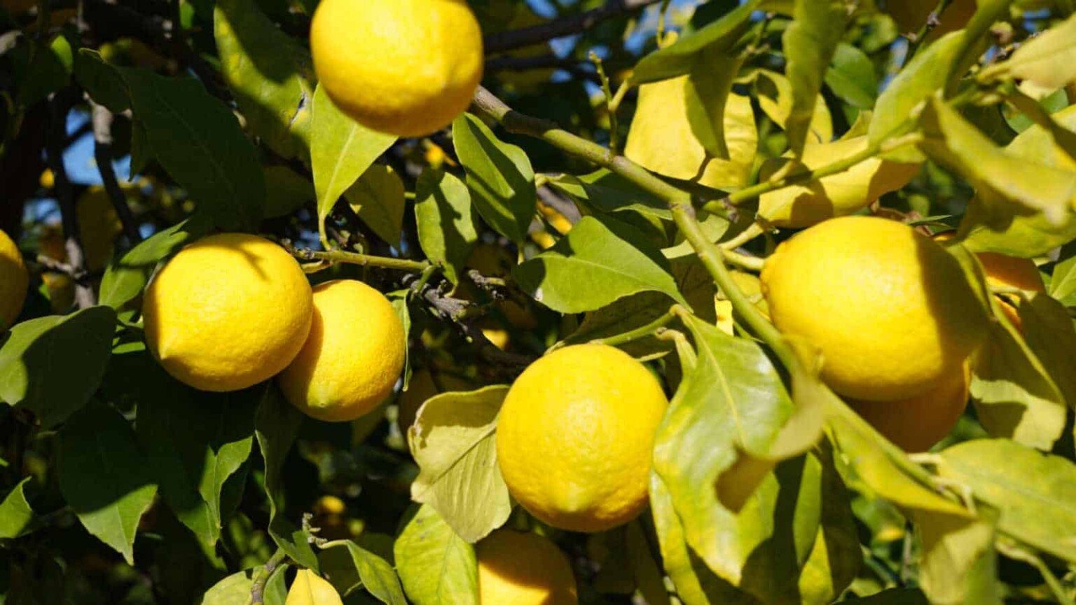 How to Plant, Grow & Care for Lemon Tree (Step-by-Step Guide)