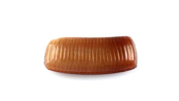 What Do Cockroach Eggs Look Like and How to Get Rid of Them?