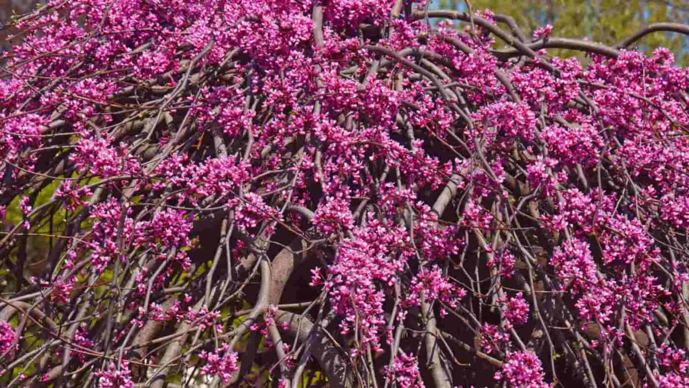 How to Grow and Care for Redbud Tree (Complete Guide)