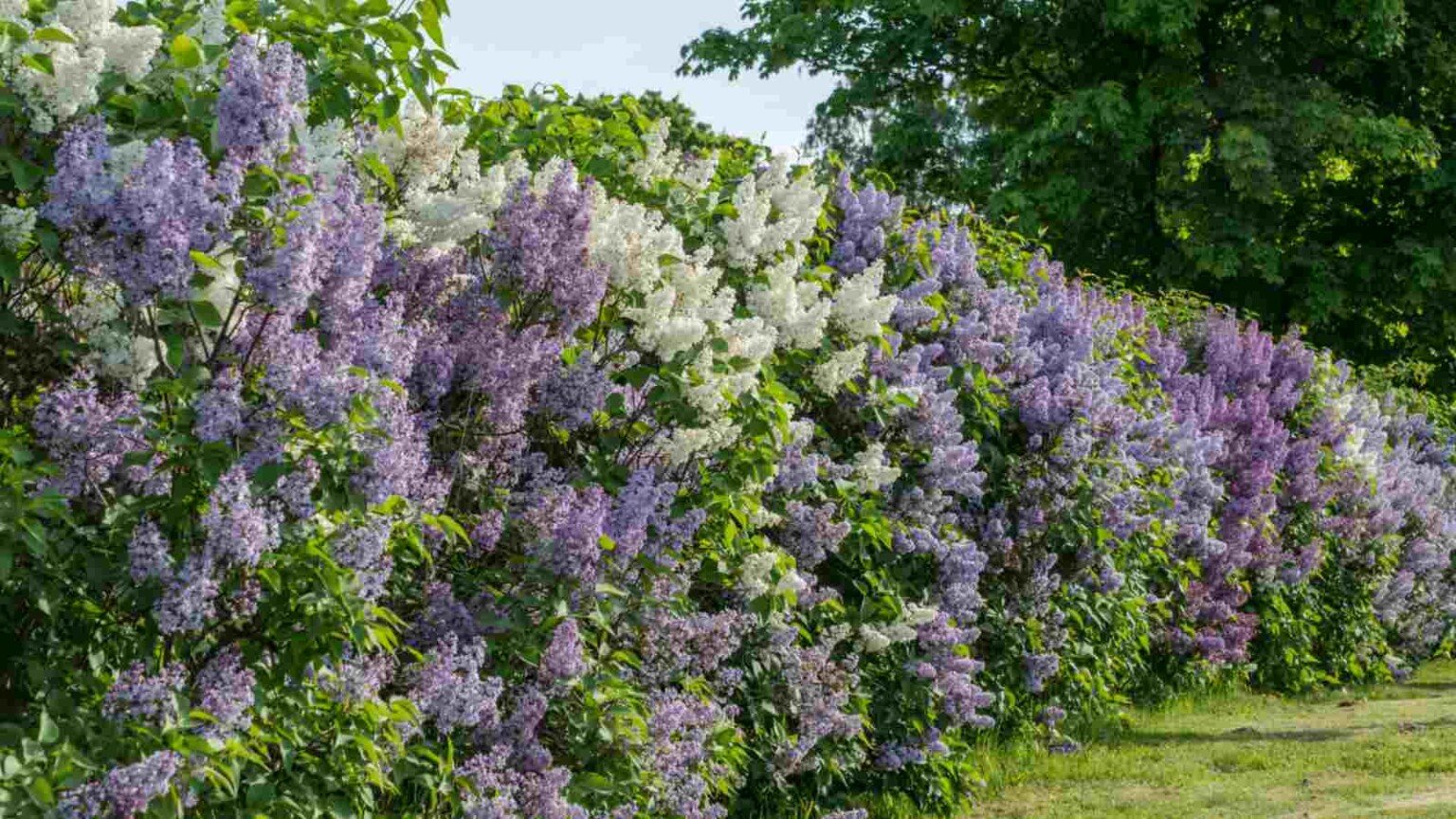 Lilac Bush Care Guide: How to Plant and Grow for Lilac Bush