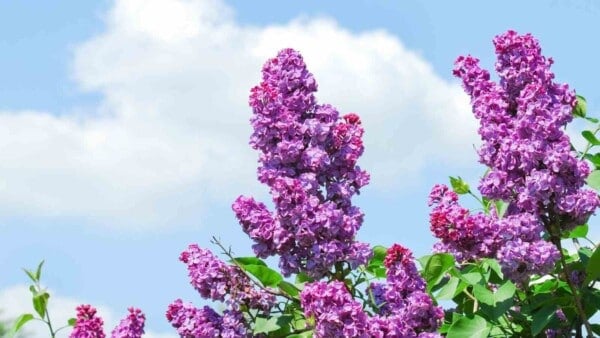 Lilac Bush Care Guide: How to Plant and Grow for Lilac Bush