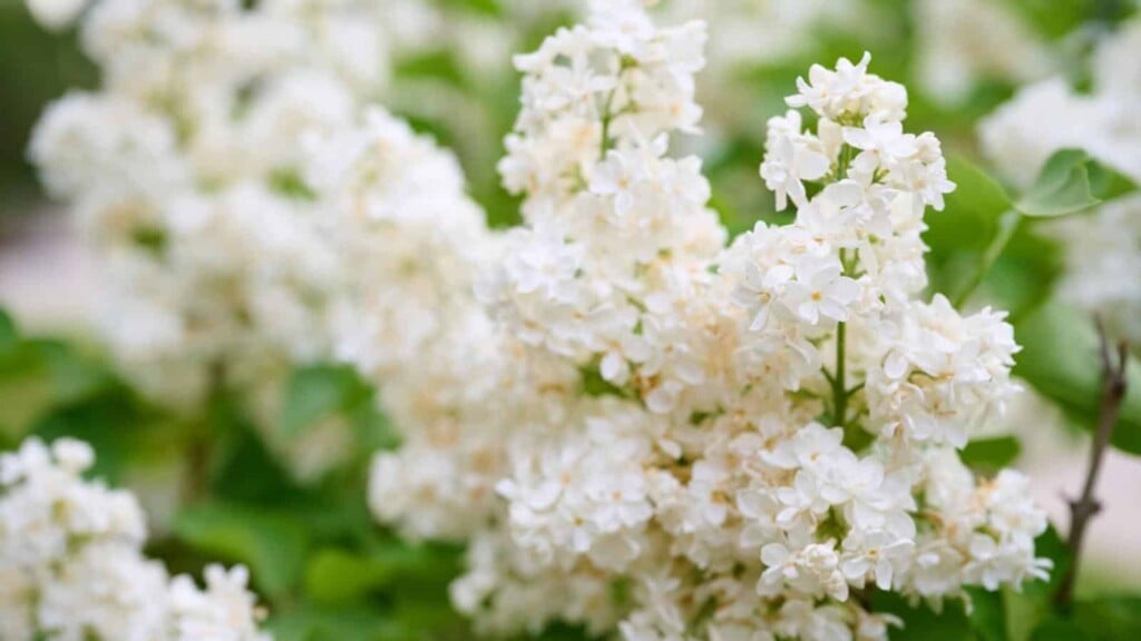 Lilac Bush Care Guide: How to Plant and Grow for Lilac Bush
