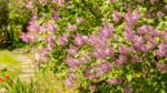 Lilac Bush Care Guide: How to Plant and Grow for Lilac Bush