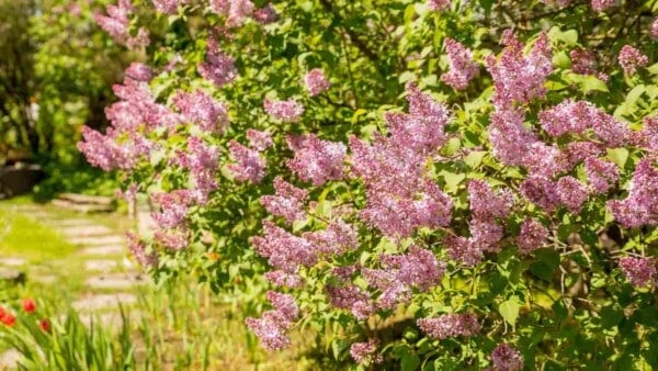 Lilac Bush Care Guide: How to Plant and Grow for Lilac Bush