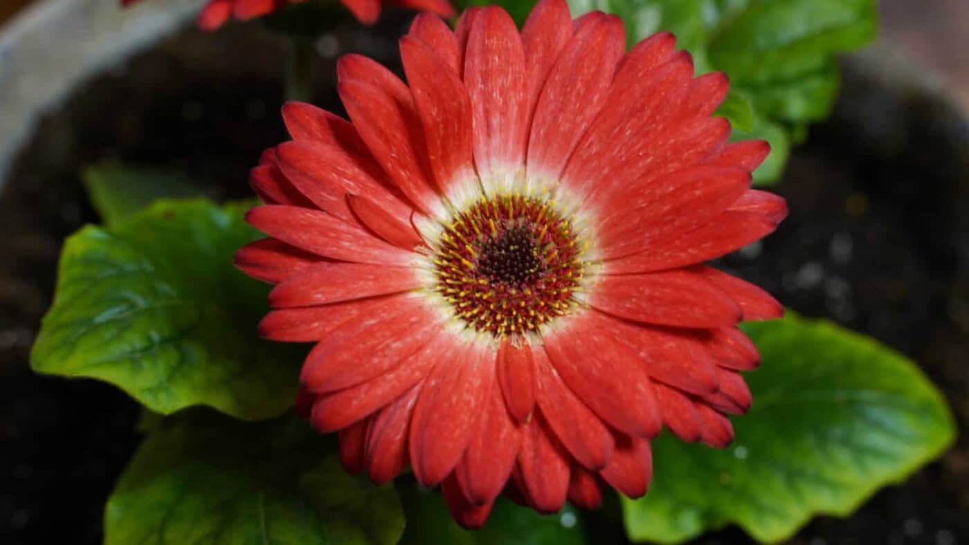 How To Plant and Grow Gerbera Daisies: Step-by-Step Guide