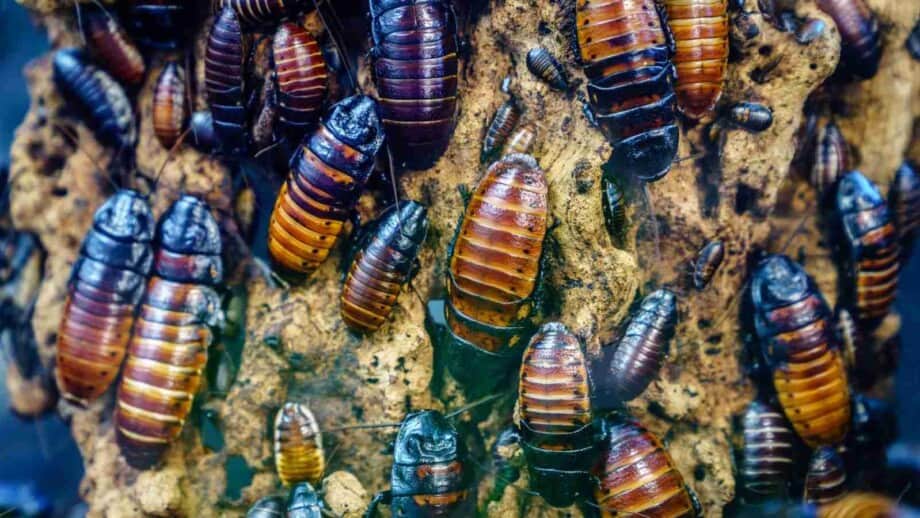 Hissing Cockroach: Guide to Madagascar Hissing Cockroaches