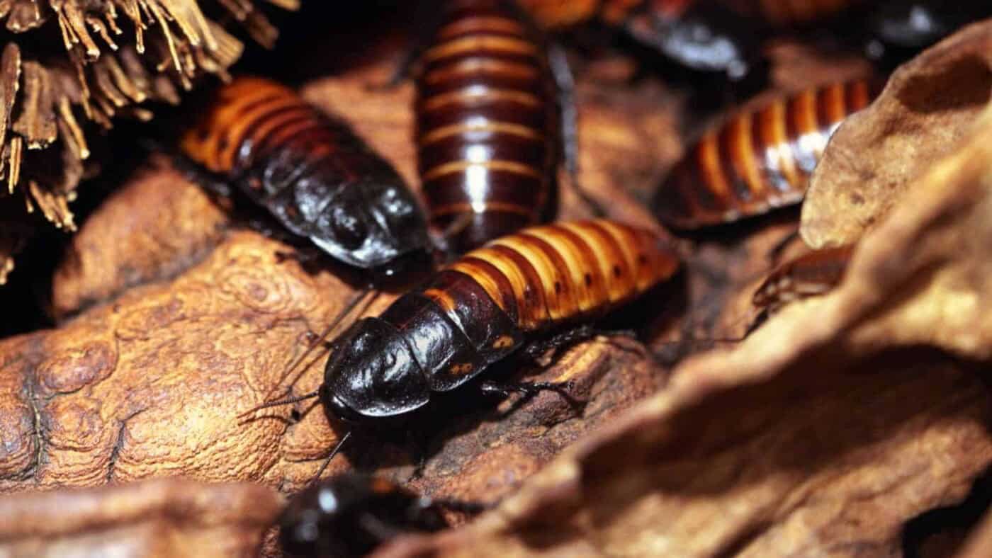 Hissing Cockroach: Guide to Madagascar Hissing Cockroaches
