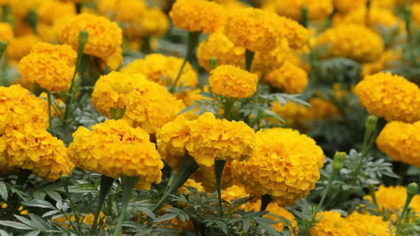 135 Popular Types of Flowers You Should Grow in Your Garden
