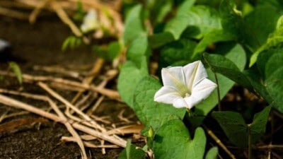 How To Plant And Grow Moonflower (Full Step-by-Step Guide)