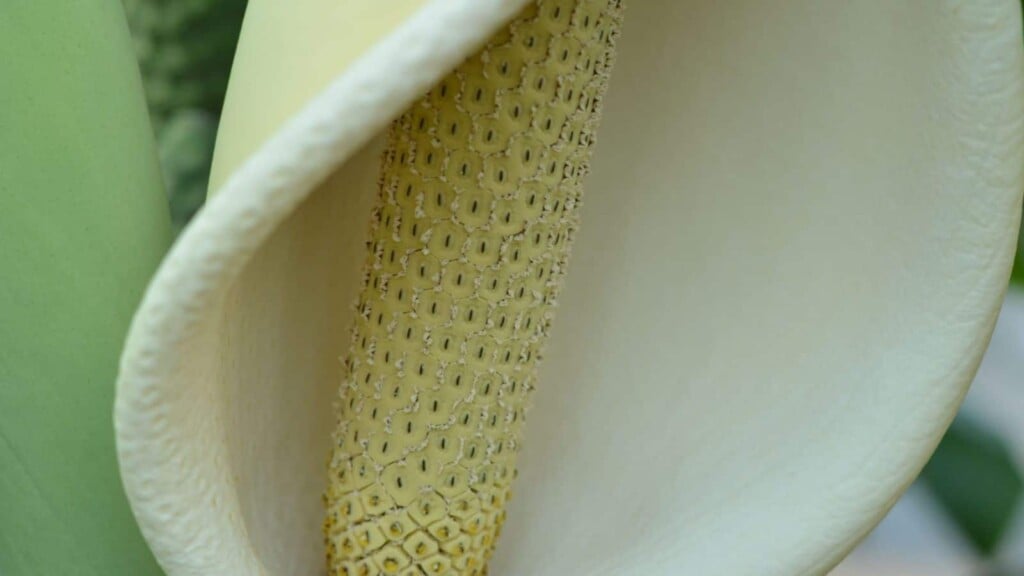 Everything You Need to Know to Grow Monstera Deliciosa Fruit