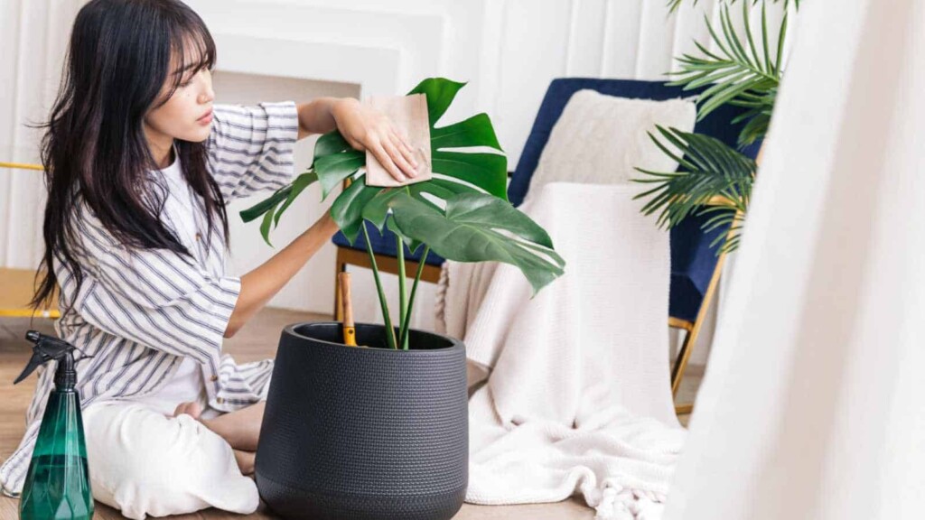 Everything You Need to Know to Grow Monstera Deliciosa Fruit