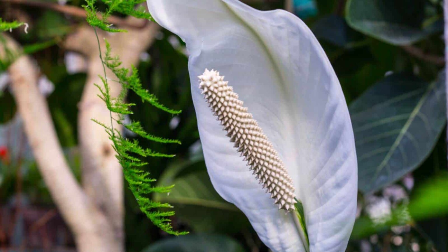 Everything You Need to Know to Grow Monstera Deliciosa Fruit