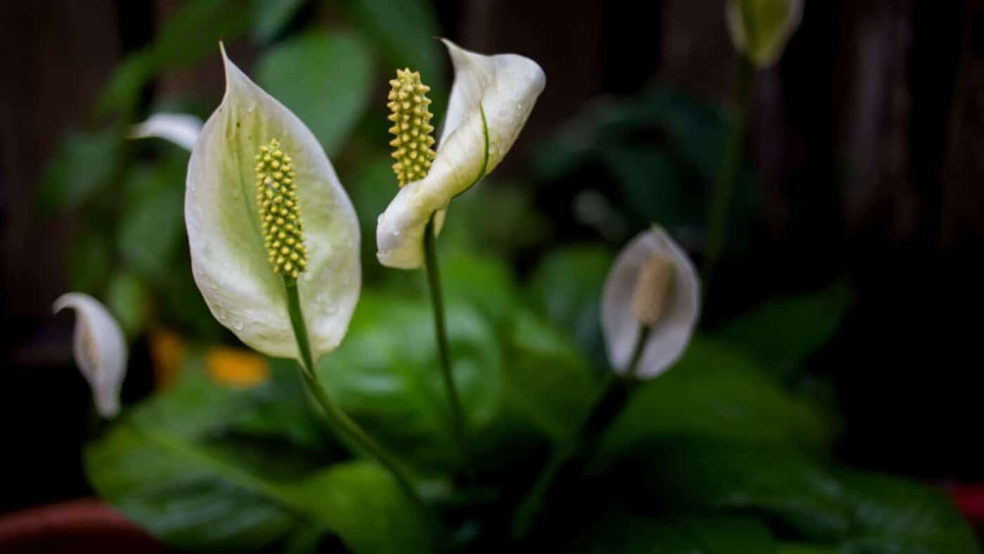 Everything You Need to Know to Grow Monstera Deliciosa Fruit