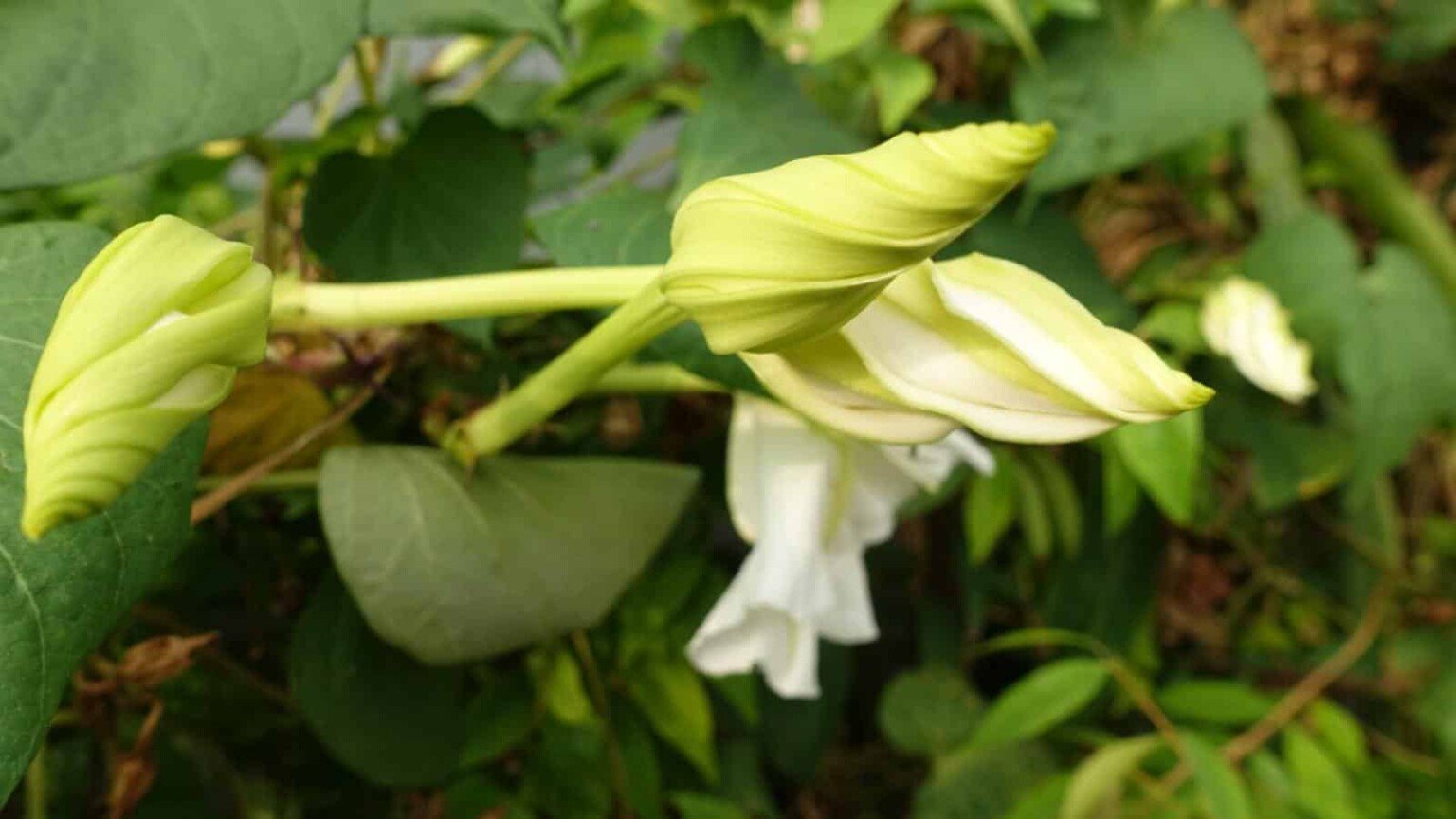 How To Plant And Grow Moonflower (Full Step-by-Step Guide)