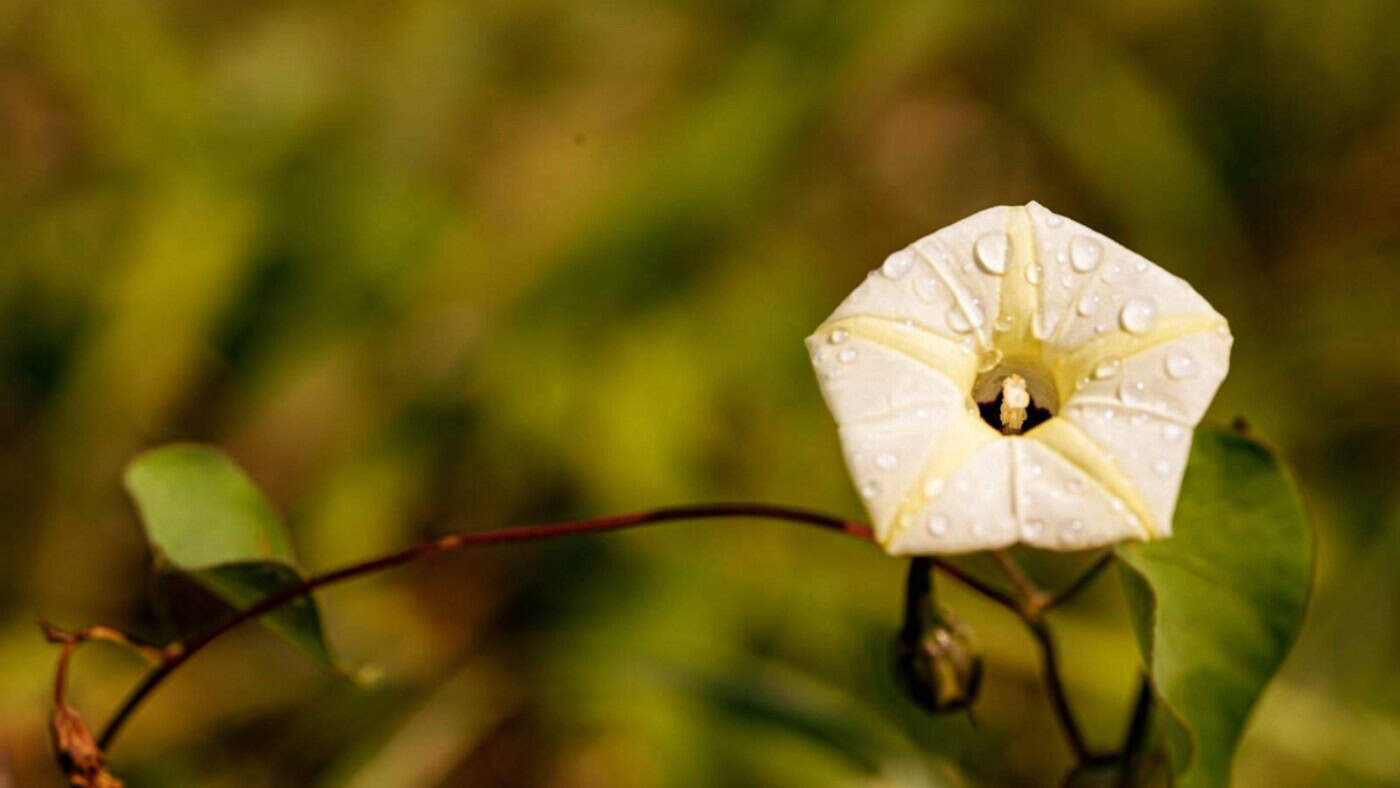 How To Plant And Grow Moonflower (Full Step-by-Step Guide)