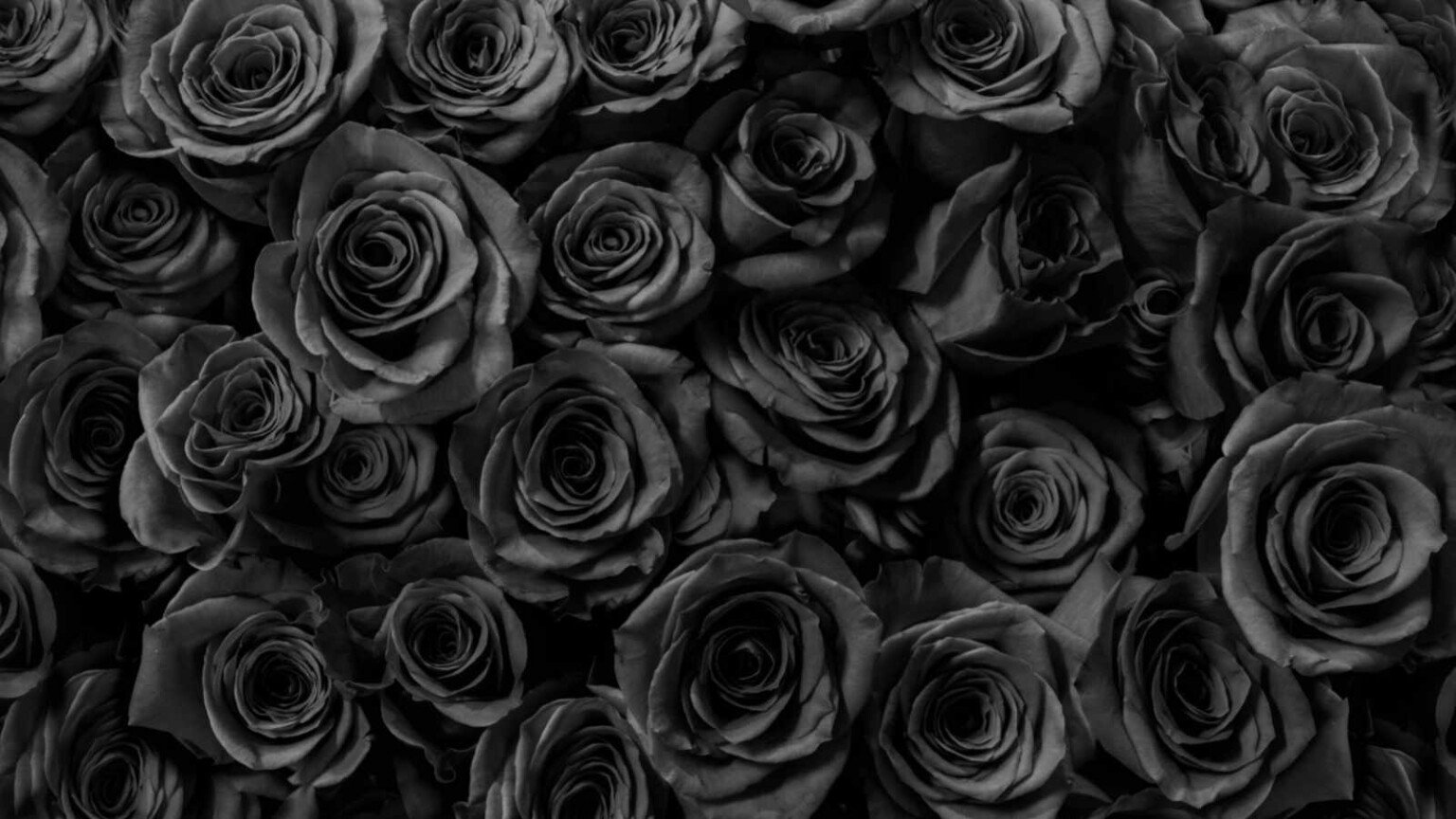 Black Rose: History, Symbolism, Cultivation, and Varieties